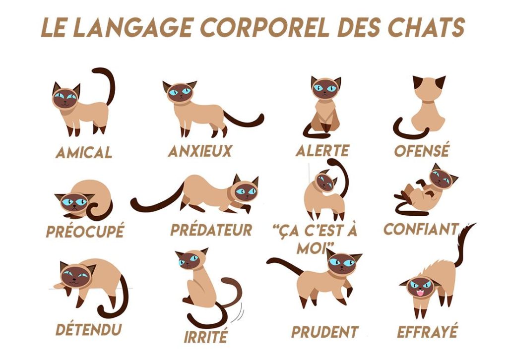 Mieux comprendre les chats- Clinique Vétérinaire des Acacias