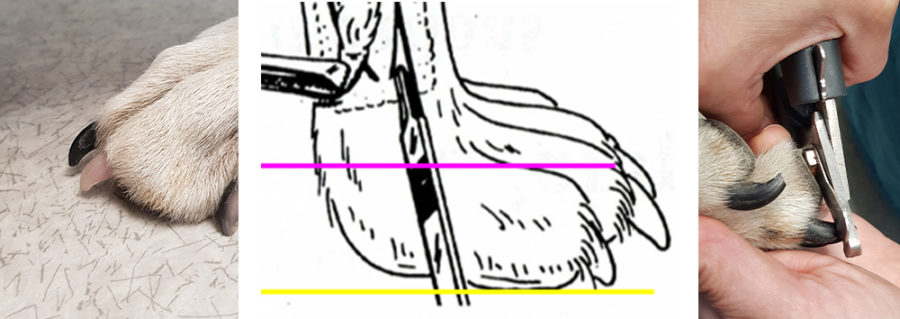 Comment couper les griffes de son animal ? La réponse en images