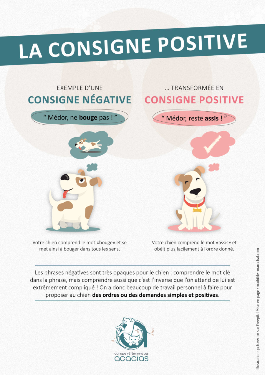 Comment comprendre son chien et se faire comprendre