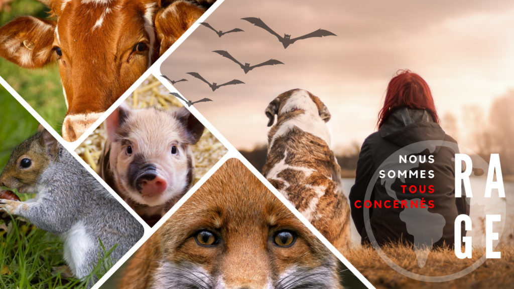 Les 5 choses indispensables à savoir sur la rage - Clinique Vétérinaire ...