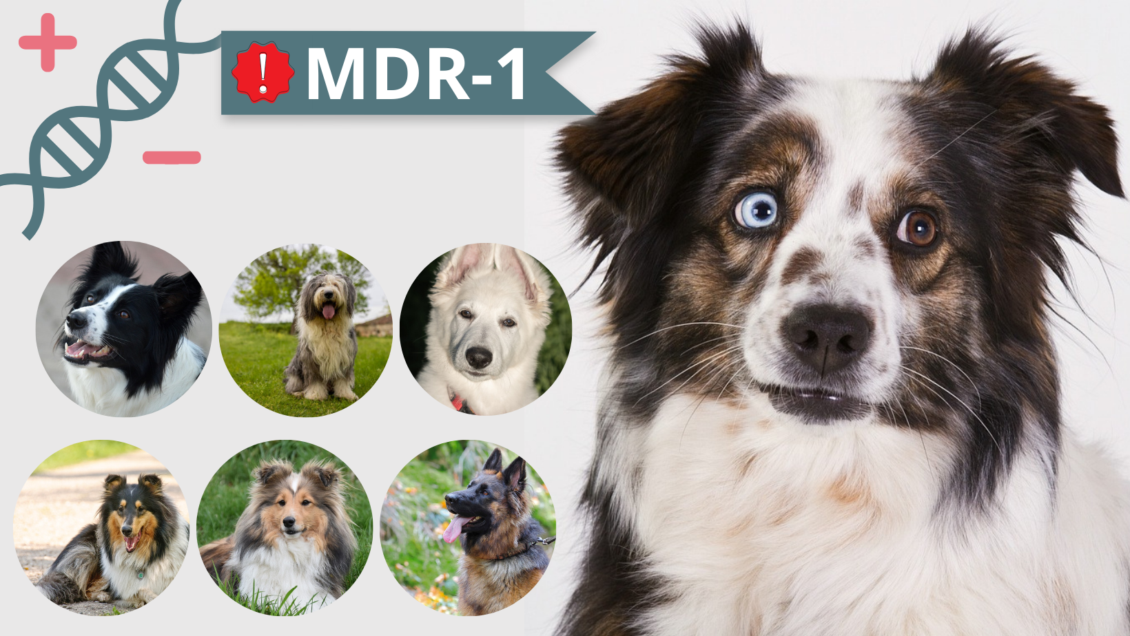 Mon chien est-il atteint d’une mutation du gène MDR-1 ?? - Clinique ...